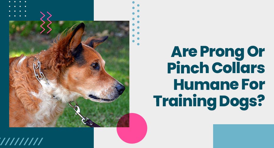 Are prong or pinch collars humane for training dogs? - Kwikseo - Medium