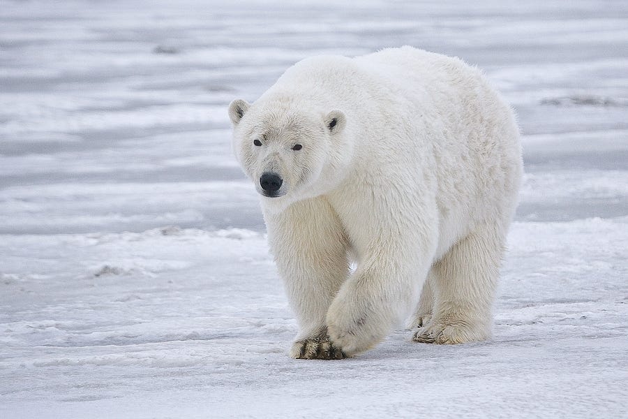 An Endangered World. Species En Danger | by Coco Rowan | Medium