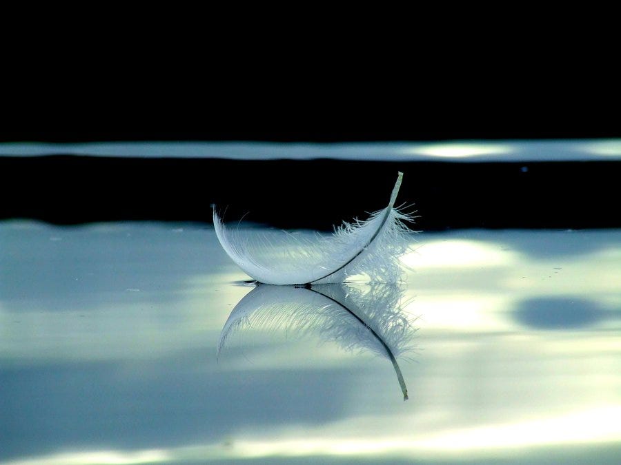 Feather on the Waters. ( birth, death, and the Bird of Heaven… | by ...