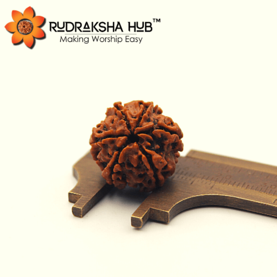 6 Mukhi Nepali Rudraksha - Rudrakshahub - Medium