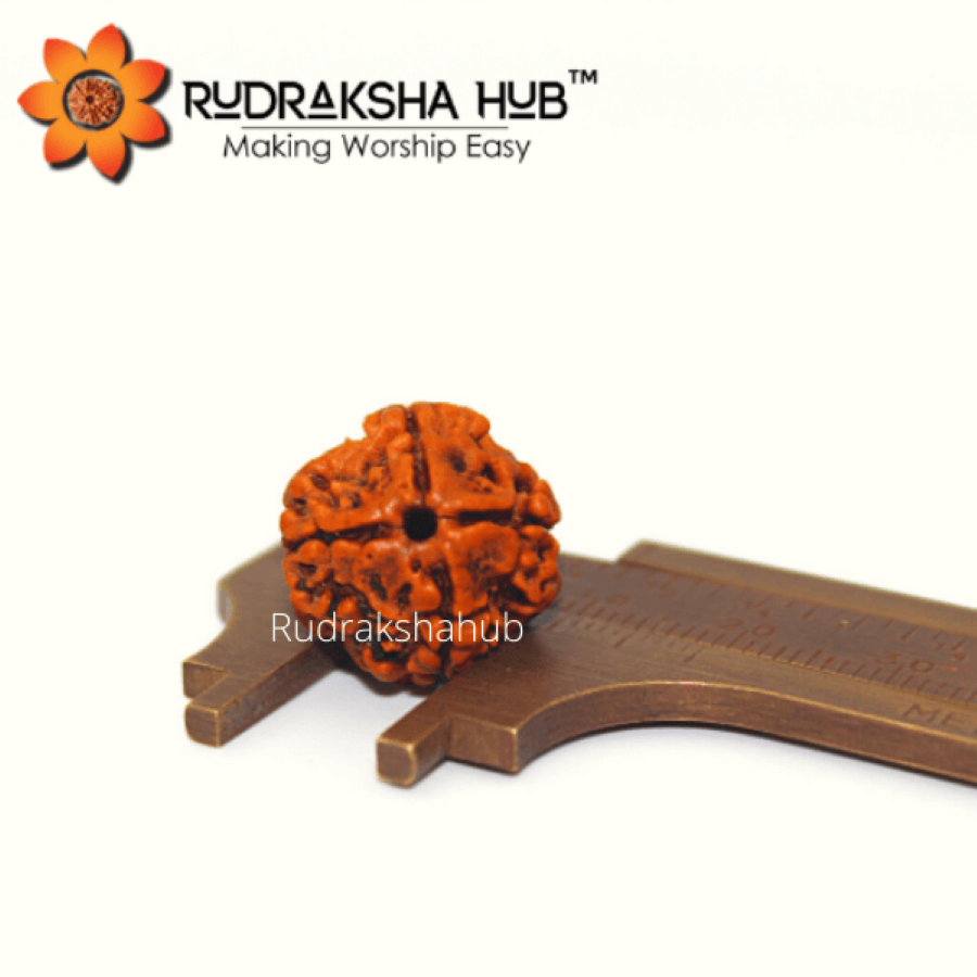 4 Mukhi Nepali Rudraksha - Rudrakshahub - Medium