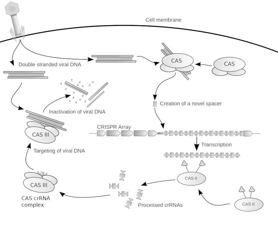 What is CRISPR/Cas-9?. CRISPR is one of the biggest buzzwords… | by ...