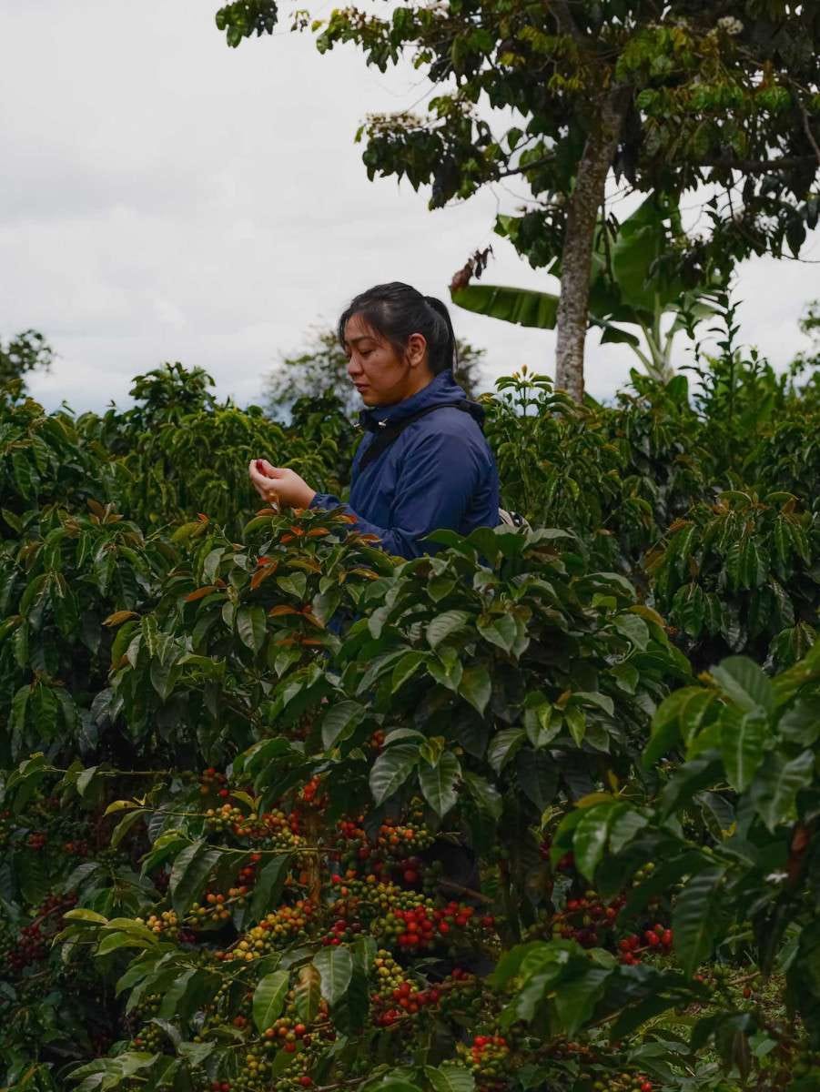 Colombia 2025 — What we learned about specialty coffee, today. — modus ...