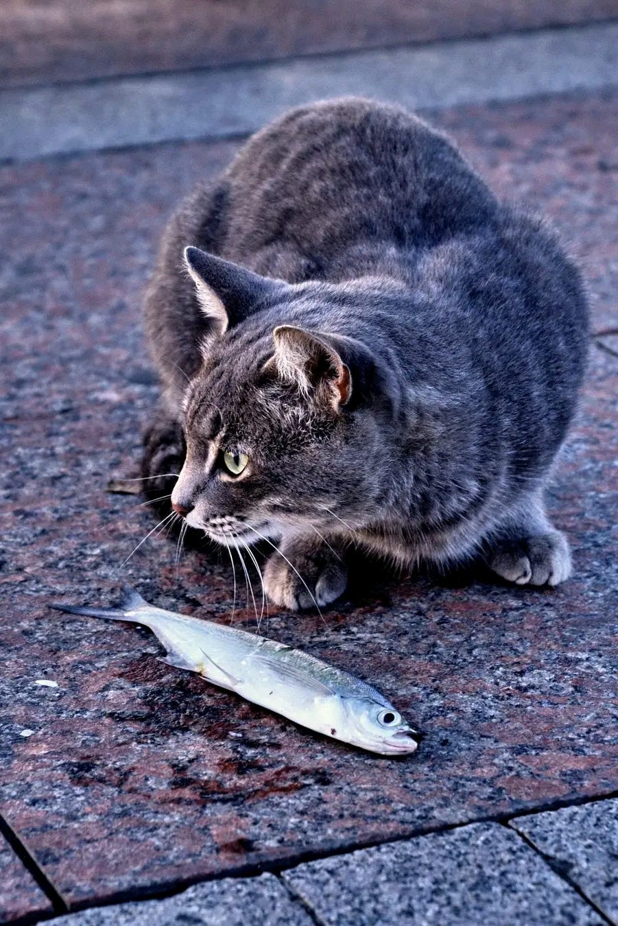 OMG😲Cat bitten by shark | Shark Attack . Check Out The Video Here https ...