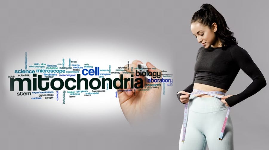Mitochondria and Weight Loss: The Secret Cellular Allies in Your ...