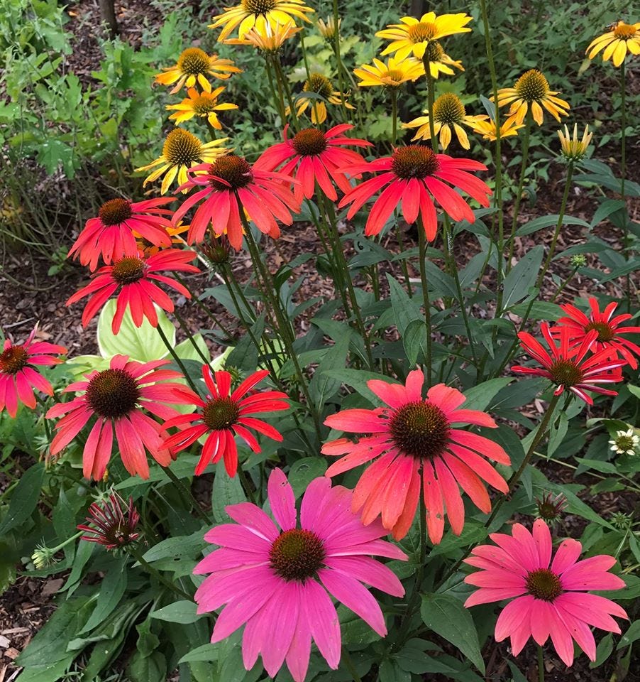 What is your Nature? Collaboration or Competition? | by Christina Dyer ...