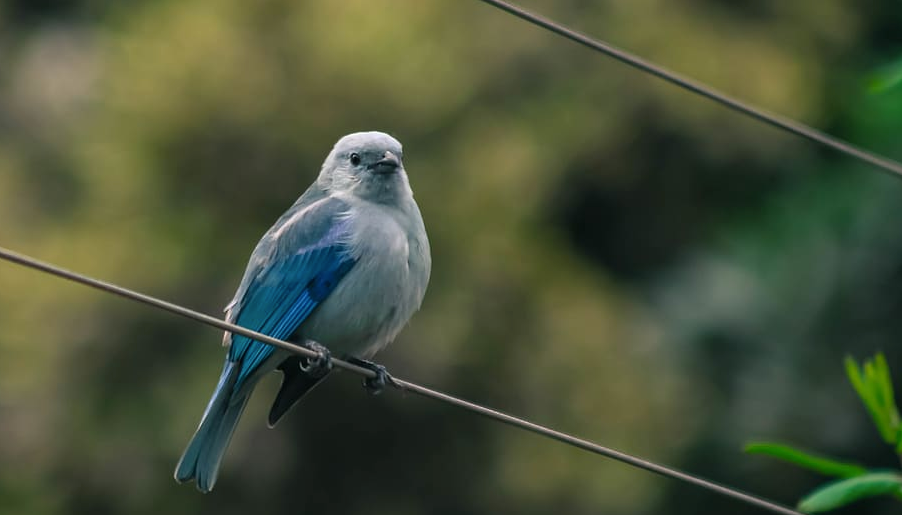 My Blue Bird. “There’s a blue bird in my heart that… | by Timothy ...