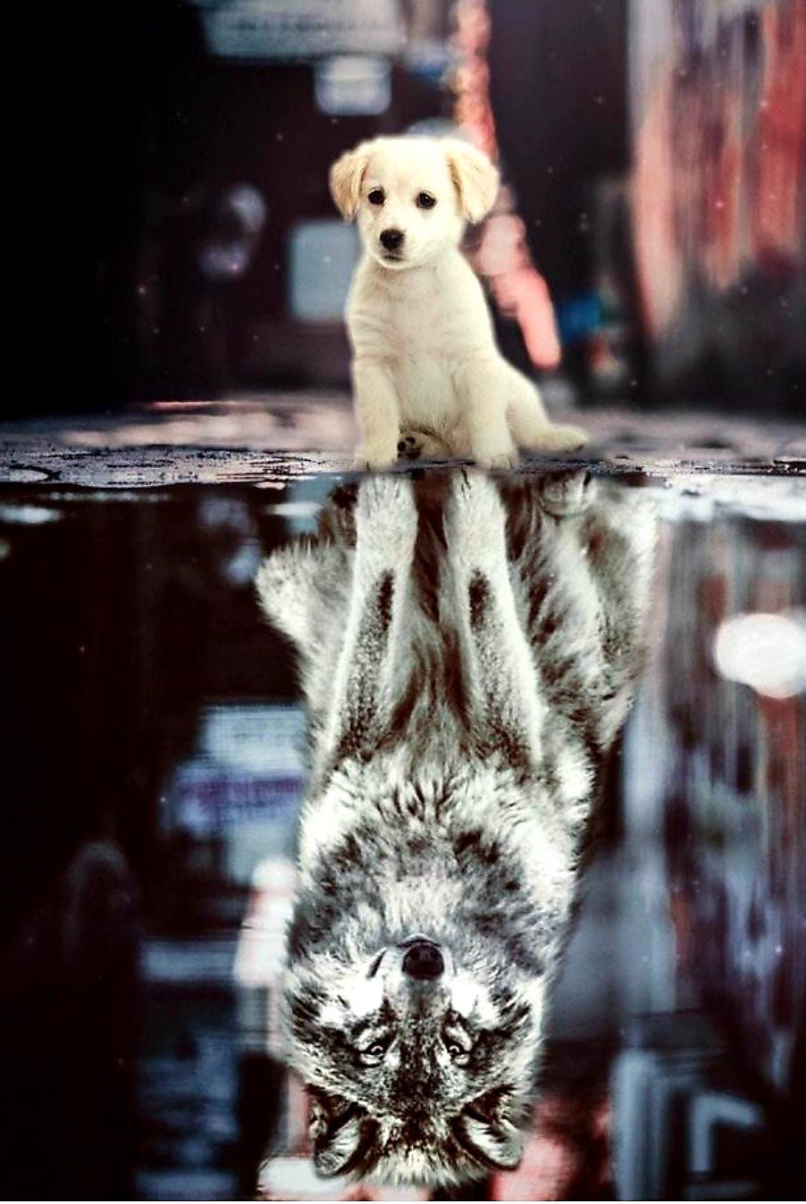Original name: Puppy and Wolf Reflection. | by Haley Crombie | English ...