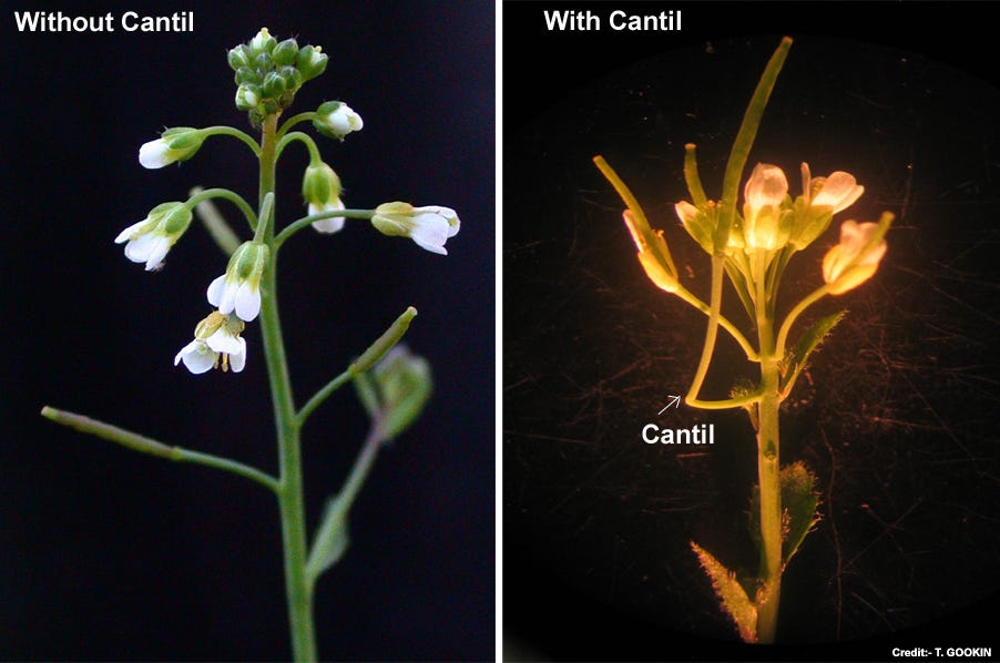 The Mysterious Plant Organ - Cantil | by Monalisa Kesh | Medium
