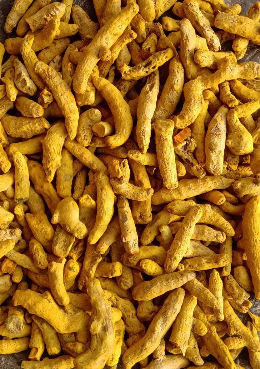 Polished Turmeric Finger - Nik Enterprise - Medium