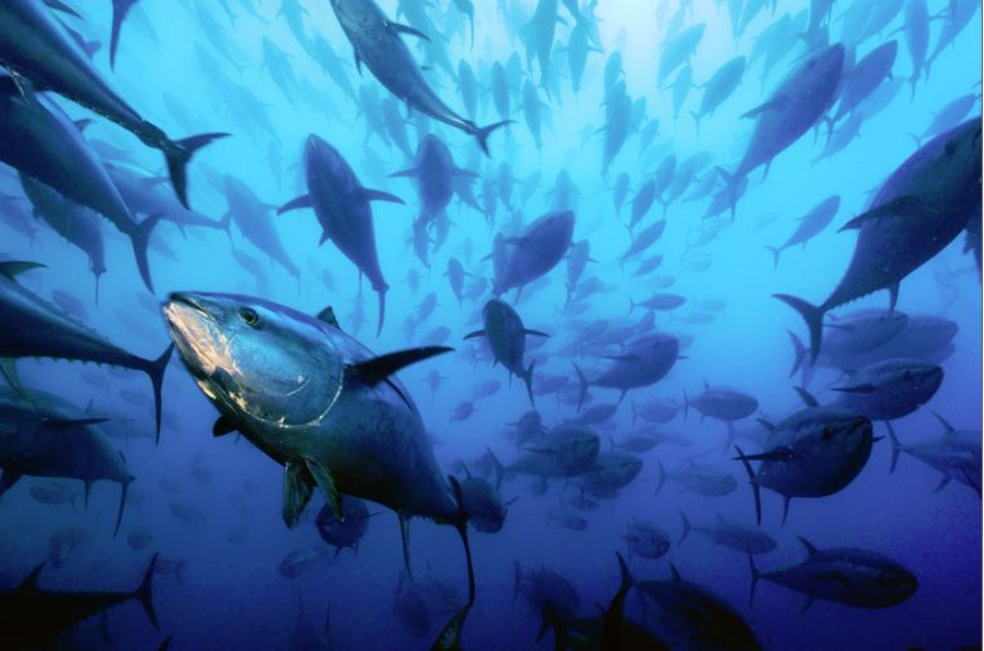 Marine Reserve: Constructing Better Highways For Fish To Aid ...