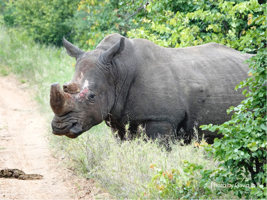 Captivated by the Wild | From Leopard to Rhino: Unforgettable Moments ...