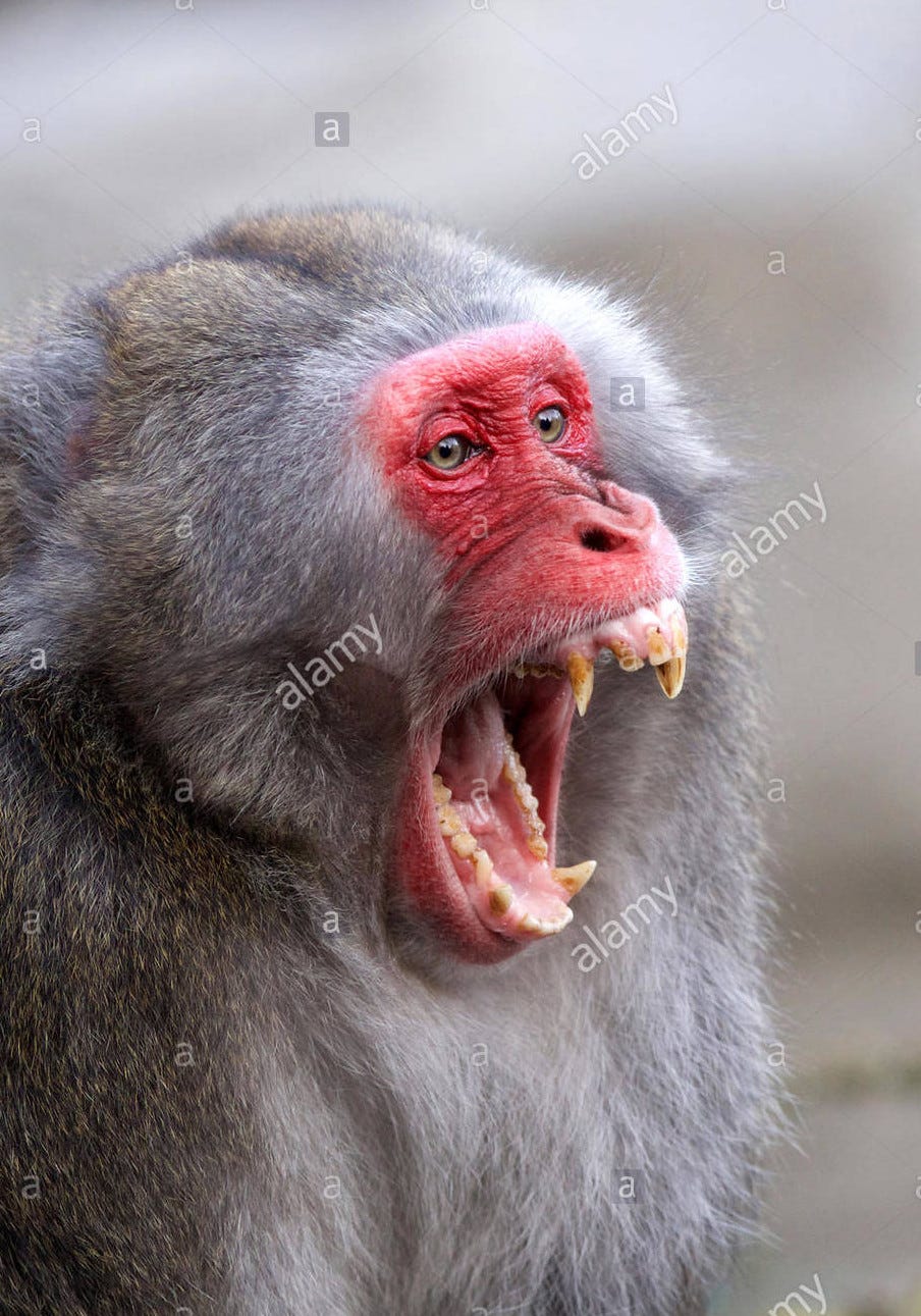 10 Monkey Species Classification using Logistic Regression in PyTorch ...