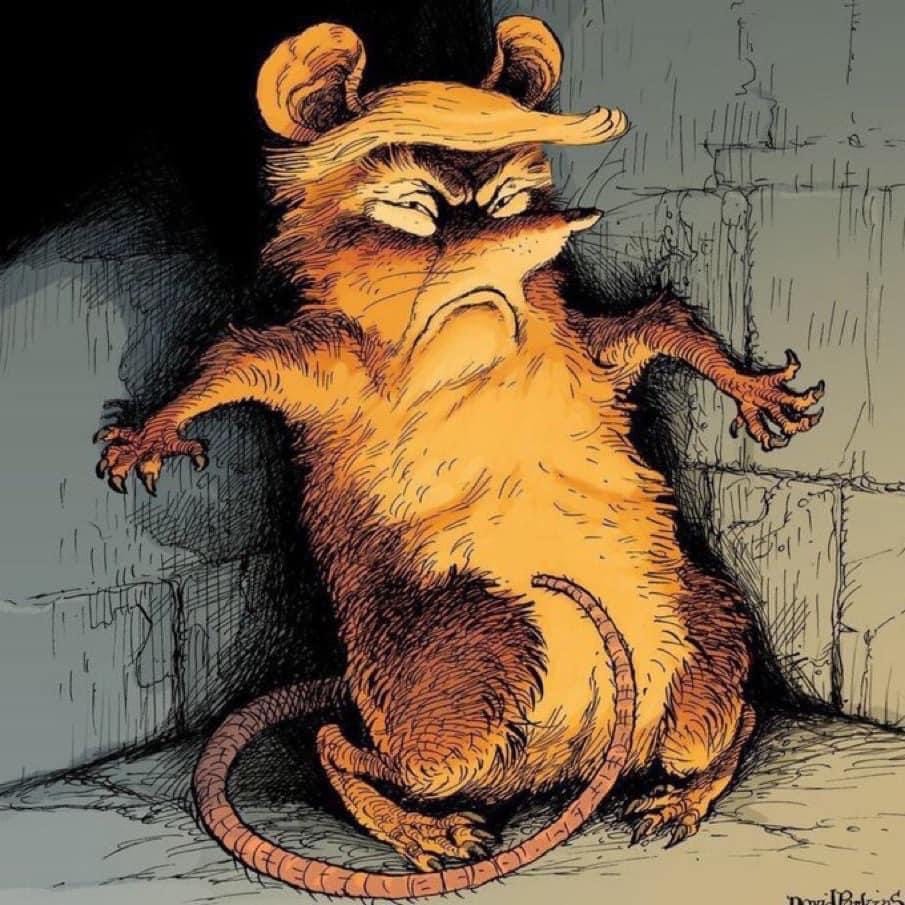 Beware of the Dangerous Cornered Rat | by Bobby Gladd | Jun, 2024 | Medium