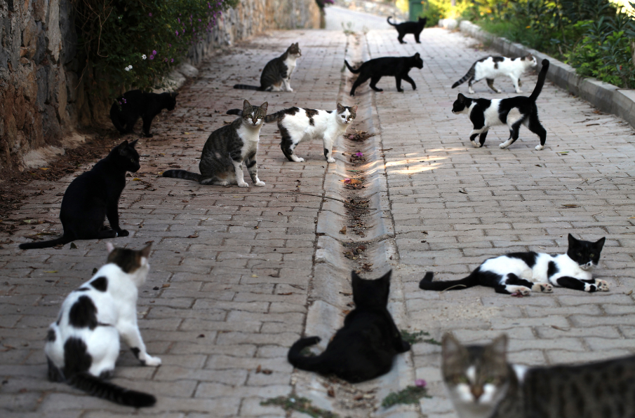 Rescued from the Dinner Plate: 1,000 Cats Spared From a Grisly Fate in ...