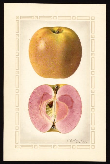 Apple Seedling Drawing