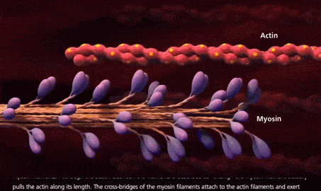 Neuromuscular Junction Animation