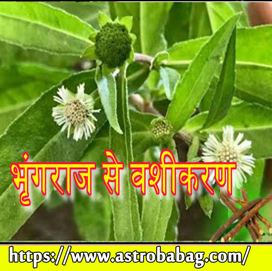 What is the Connection Between Bhringraj and Vashikaran? | by Astro Baba Ji | Medium