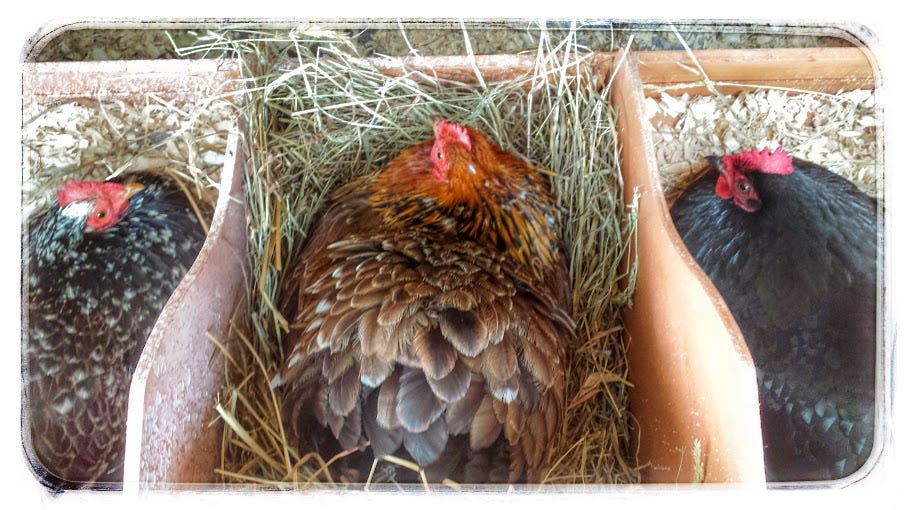 On being broody. Your hen won’t stop sitting on her… | by Monica ...