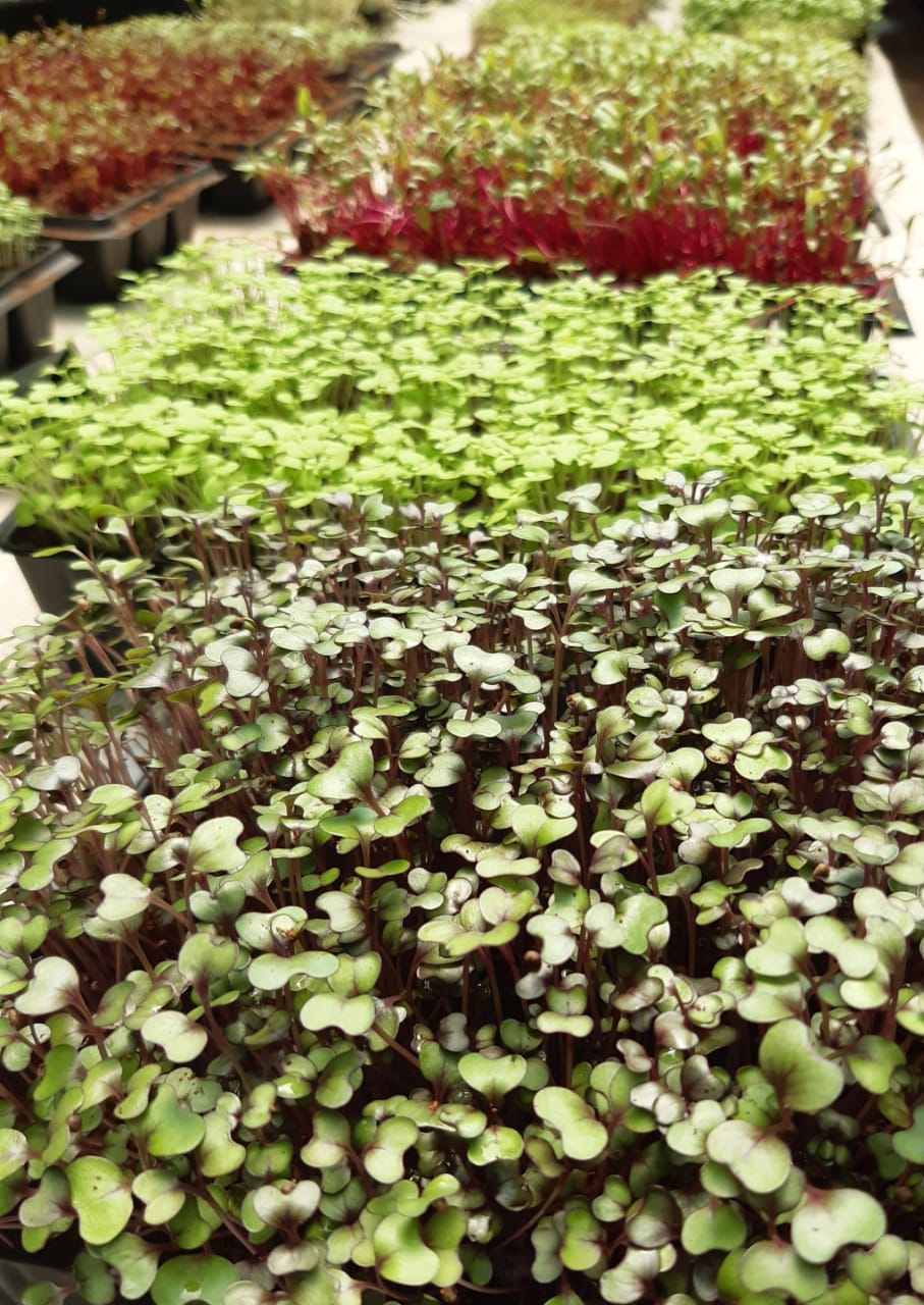 The Micro Nutrition Mix. A seed sprouts into a microgreen and… | by ...