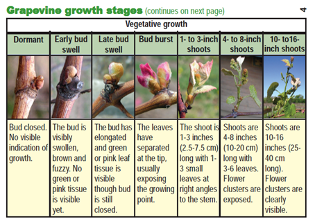 Grapes Growing Stages