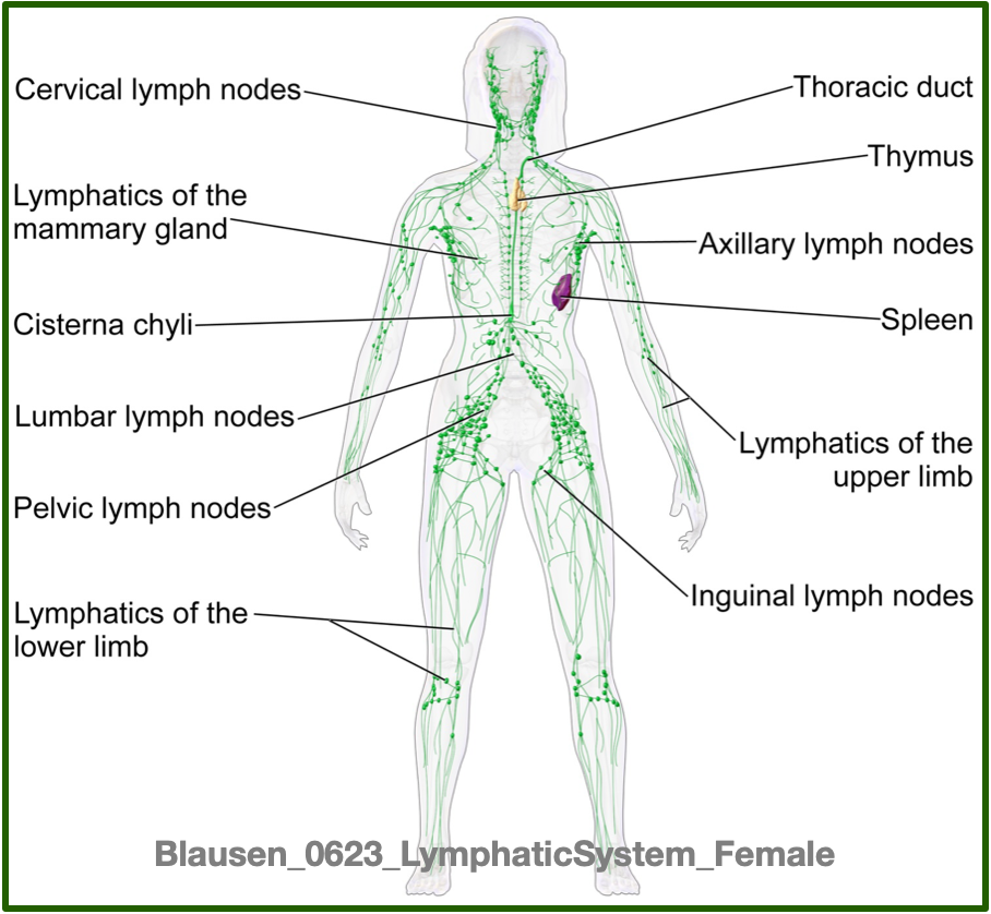 Is This You, Sluggish, Slow, No Energy? Re-Energize Your Lymphatic ...