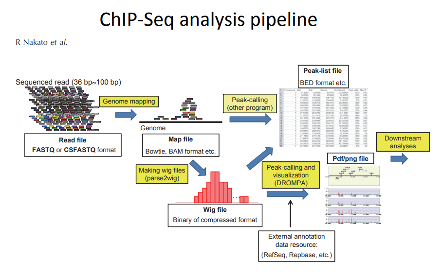A Beginner S Guide To Chip Seq Data Analysis By Sezer Islambey Medium
