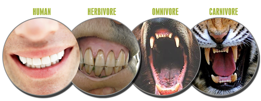 Deformed Human Teeth