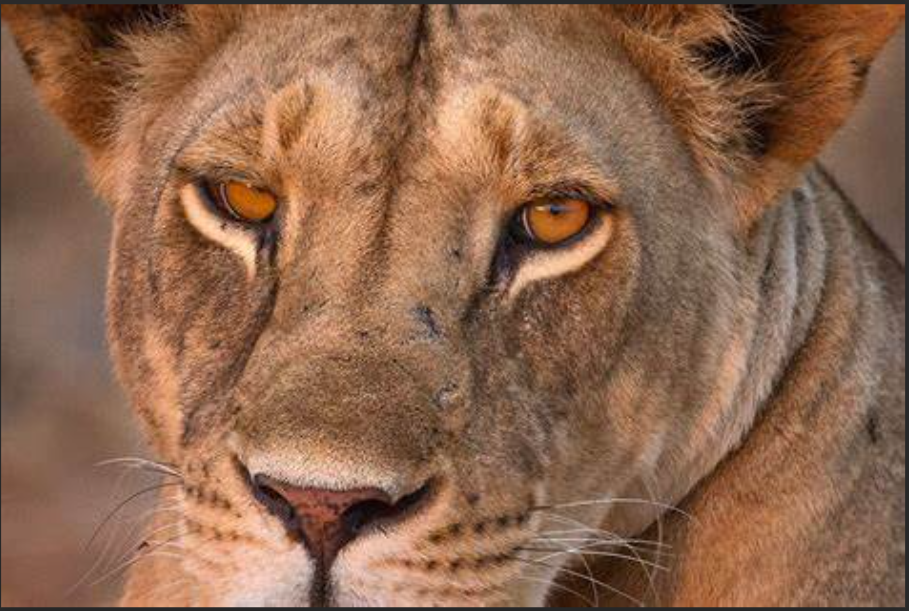 Lioness Eyes