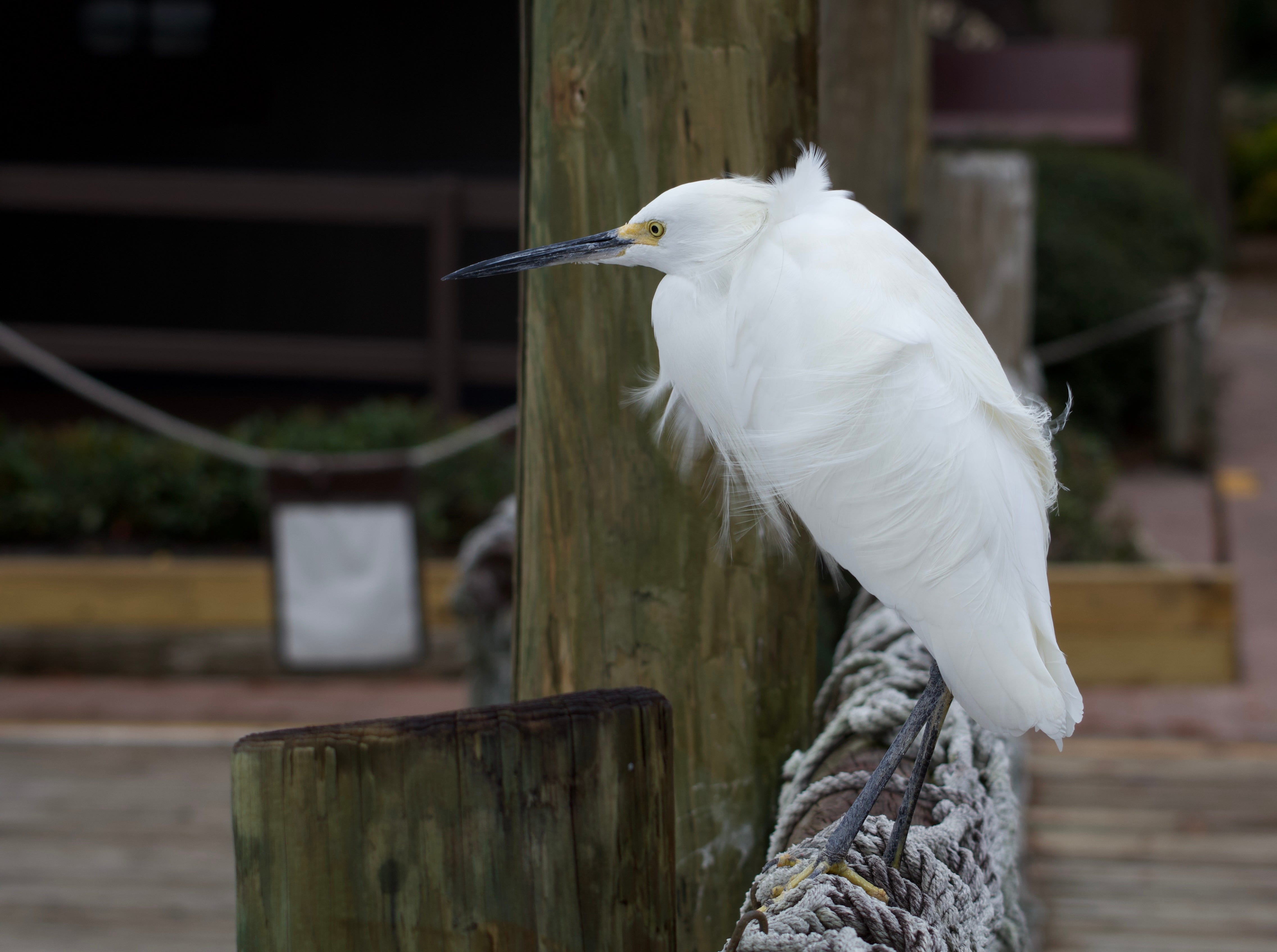 What Are The White Birds At Disney World