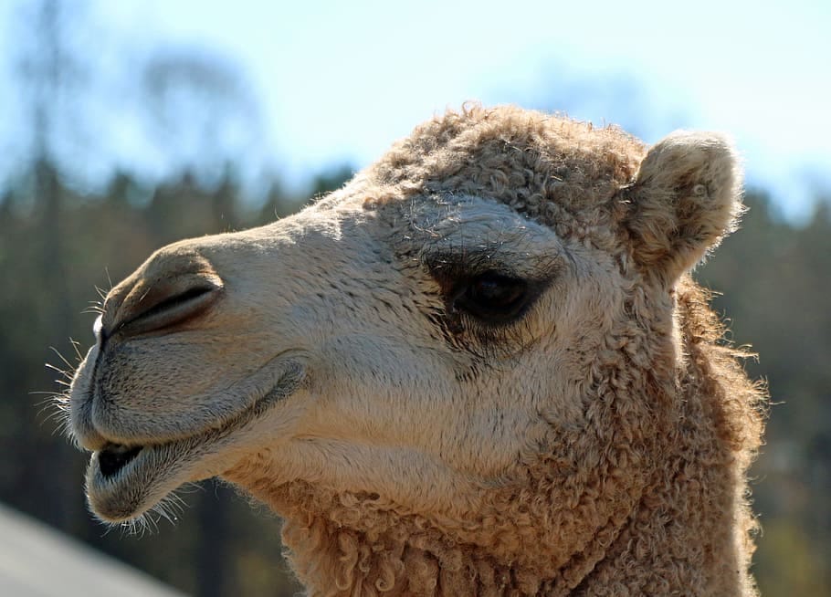 Camel Dancing: Tradition and Entertainment | by Dancing Guide | Medium