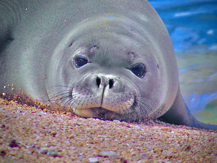 Eight College Writing Students Ask about Sea Turtles, and Other Notes ...