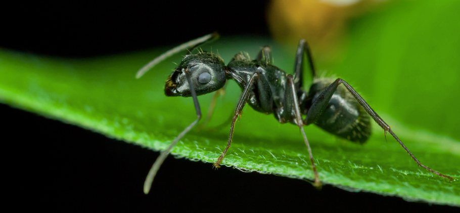 The expectation and the ant. One of the most resounding and enduring ...
