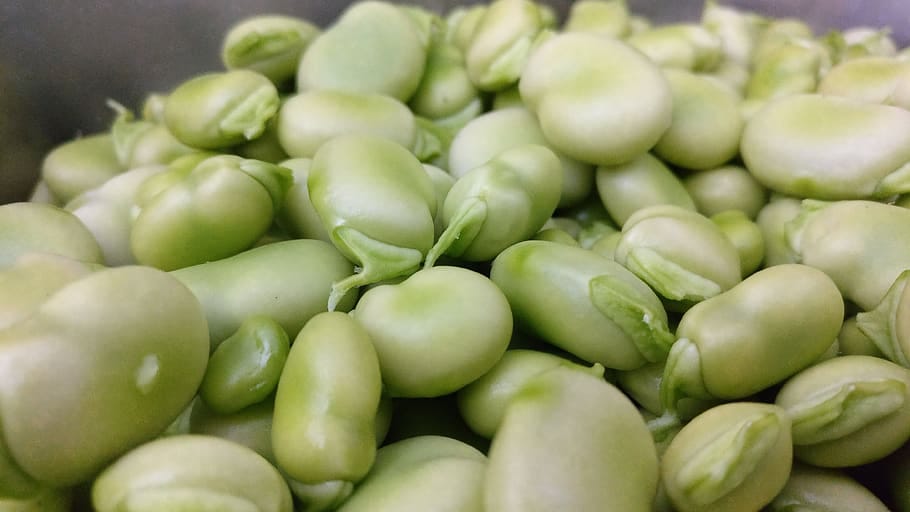 Harvest Fava Beans: A Nutritious Delight in Your Garden | by qooplants ...