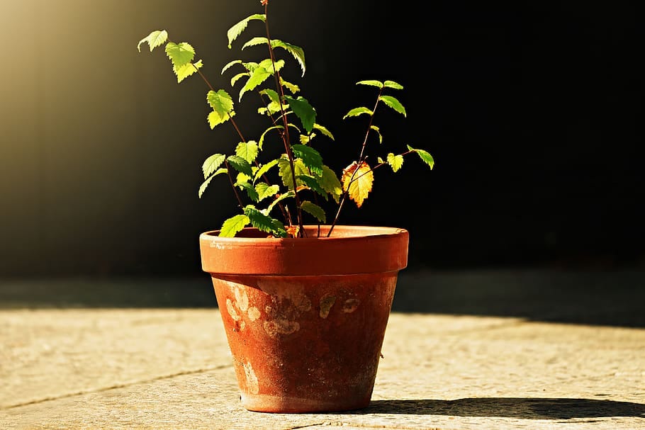 Growing Us. Sonnet | by Cole Hardman | Lit Up | Medium