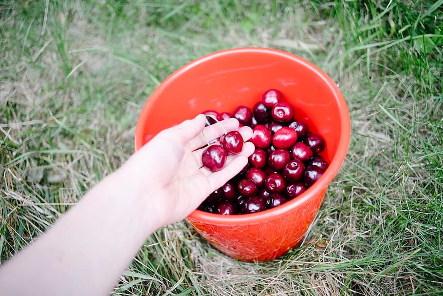 The Beauty Benefits of Cherries for Radiant Skin and Hair. | by Sakbar ...