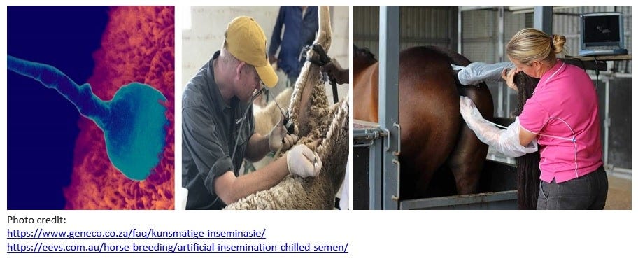 Insemination Horse