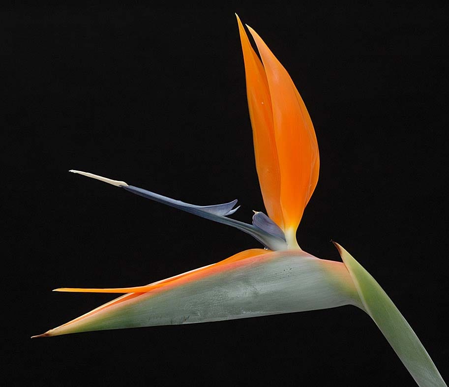 Birds of Paradise: Programmable Plant Matter | by Taylor Tabb | mmtests ...