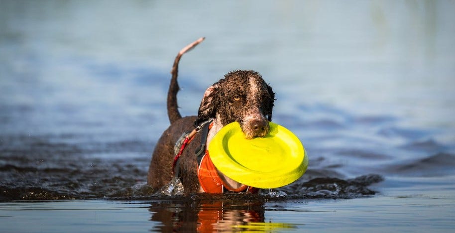 The Role of Hunting Dog Toys in Gun Dog Training | by Ruri Snow | Oct ...