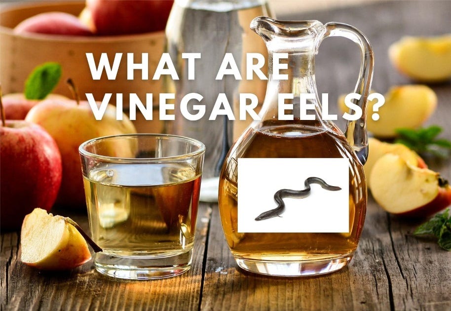 What are Vinegar Eels?. Discovered by Pierre Borel in 1656, the… | by ...