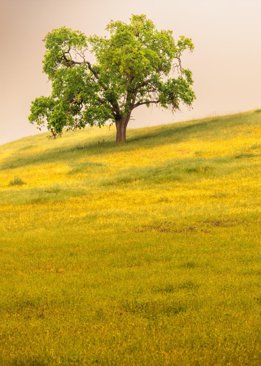 Through the Lens, Into the Self: Why I Fell in Love with Landscape ...