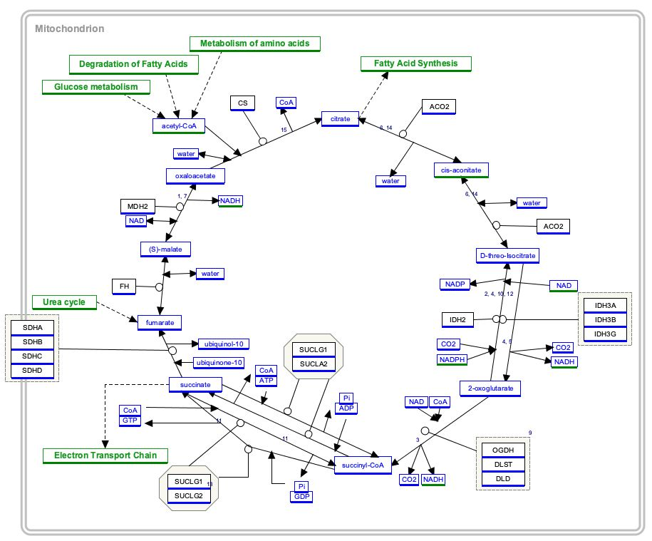 Krebs Cycle Pathway Drawing