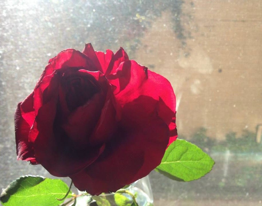 Poetics of Unicity: Meditation on the Rose | by Eleonora Duvivier | Jan ...