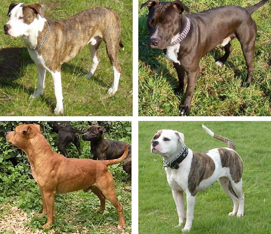What You Didn’t Know About Pit Bulls | by Pamela Oglesby | Medium
