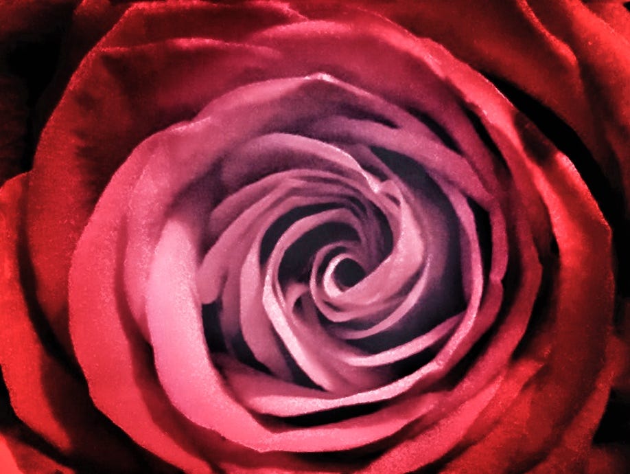 The Rose. The underside of beauty… | by Mary McGrath | Vagabond Voices ...