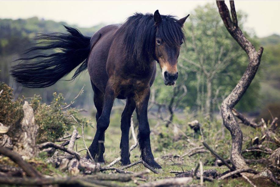 The Wild Horse of the Mind. By Michael Erlewine | by Michael Erlewine ...