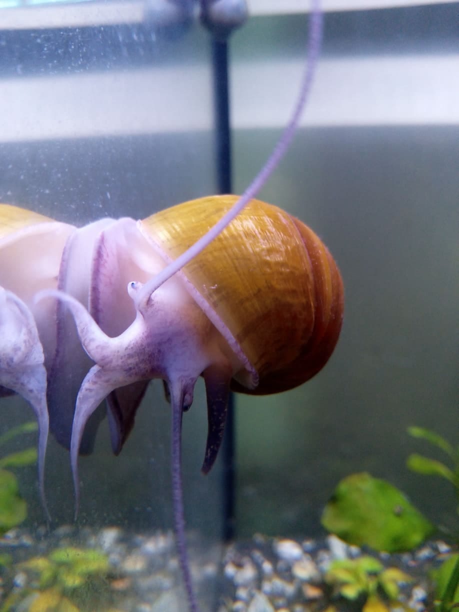 Apple Snail Taxonomy, It’s A Mystery! … Or Is It? | by Snyx Abraxys ...