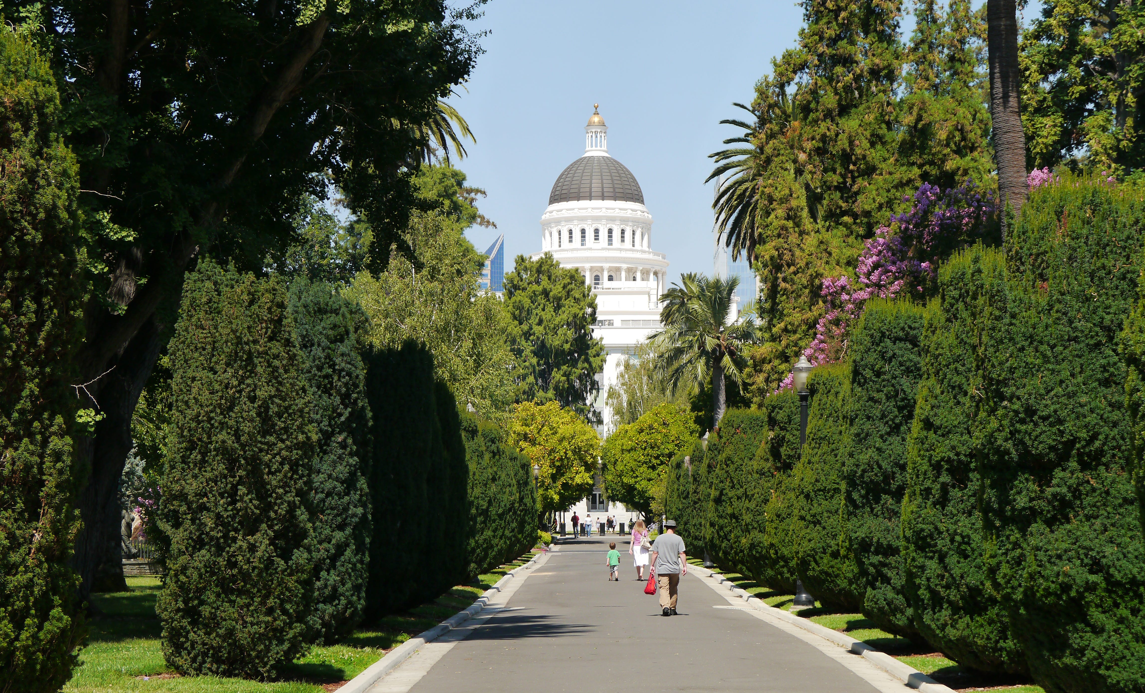 City In The Trees
