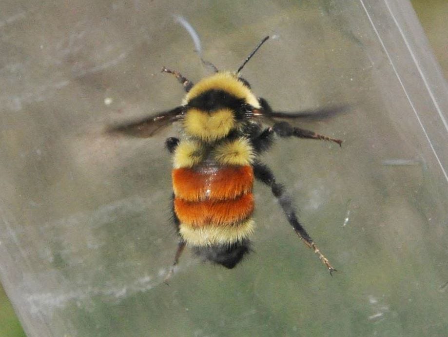 6 bumble bees for Pollinator Week | by U.S. Fish and Wildlife Service ...