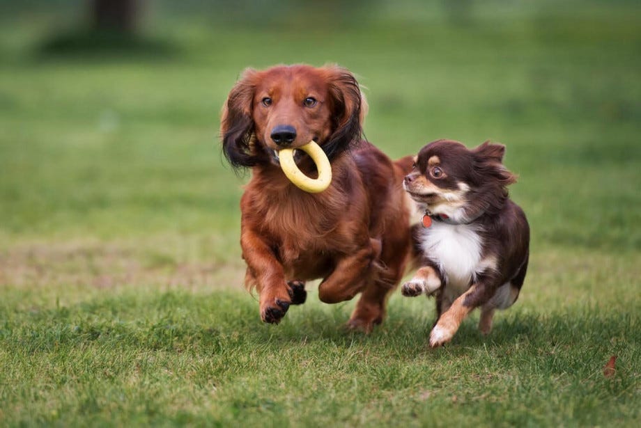 How To Start A Successful Dog Breeding Business | by Sun Ying | Medium